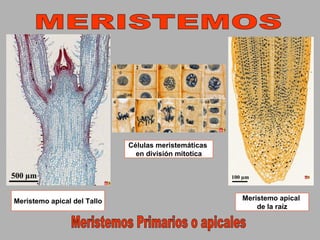 Tejidos vegetales 1º Bachillerato | PPT