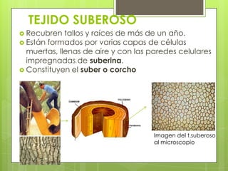 Tejidos vegetales | PPTX