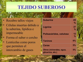 Tejidos vegetales | PPT