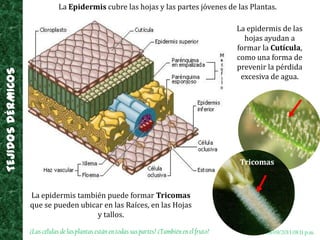 Tejidos vegetales | PPTX