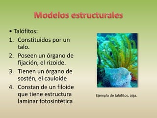 Tejidos vegetales | PPTX