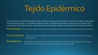 Tejidos vegetales | PPTX