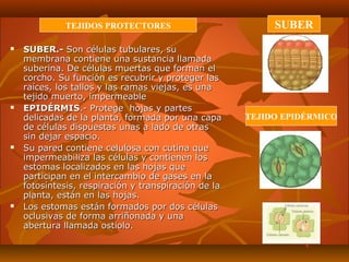 Tejidos vegetales | PPT