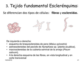 Celulas De Esclerenquima De Pera