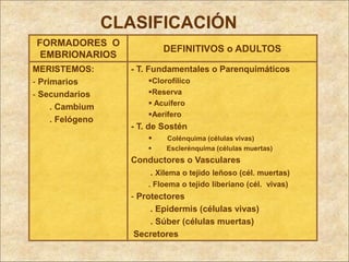 Tejidos_Vegetales Los tejidos vegetales son aquellos que se encuentran ...