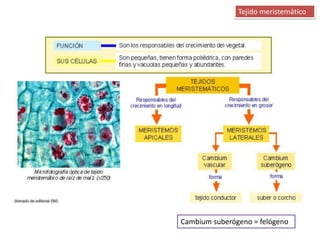 Tejidosvegetales.ppt