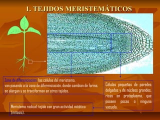 Tejidos vegetales1 | PPT