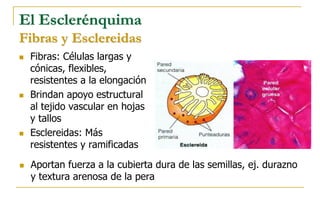 TEJIDOS VEGETALES (1).pdf