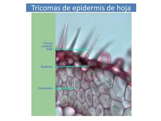 Tejidos vegetales 2 | PPTX