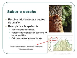 Tejidos vegetales 2023 | PDF