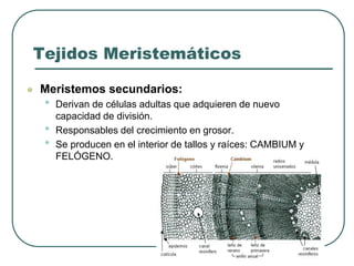 Tejidos vegetales 2023 | PDF