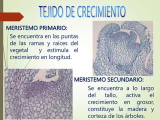 Tejidosvegetales3.ppt