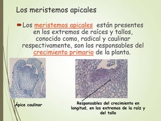 Tejidosvegetales3.ppt