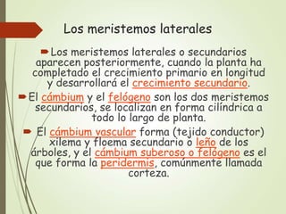 Tejidosvegetales3.ppt