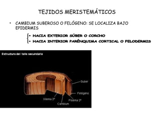 tejidos vegetales en plantas superiores e inferiores | PPTX