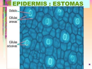 Tejidos Vegetale Sfisioveg | PPT
