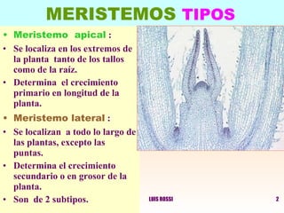 Tejidos Vegetale Sfisioveg | PPT
