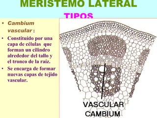 Tejidos Vegetale Sfisioveg | PPT