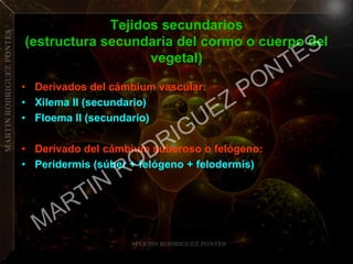 Tejidosvegetales i | PDF