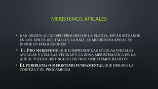 Tejidos vegetales ppt cuarto.pptx