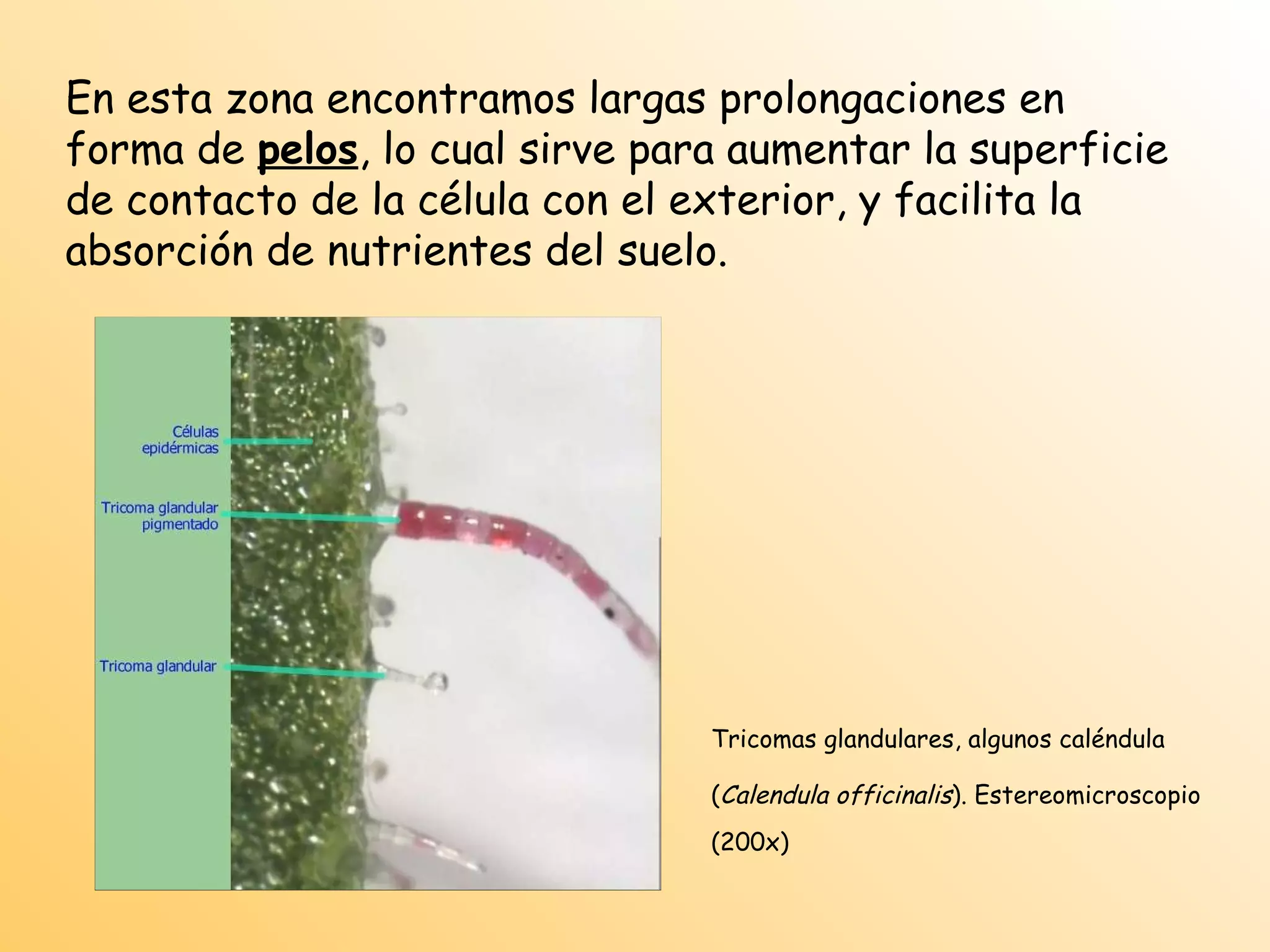 Tejidos y órganos de las plantas cormófitas | PPT