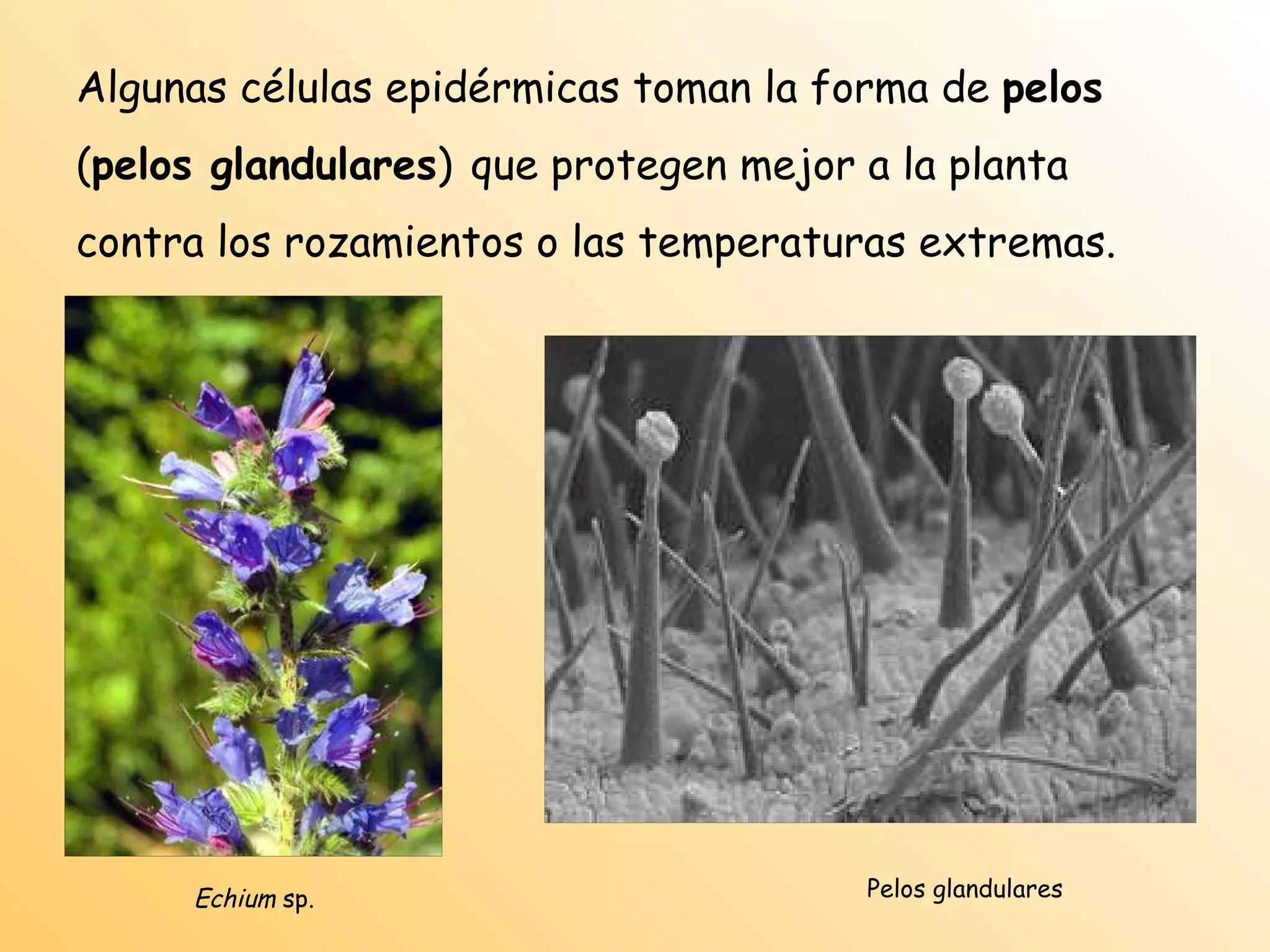 Tejidos y órganos de las plantas cormófitas | PPT