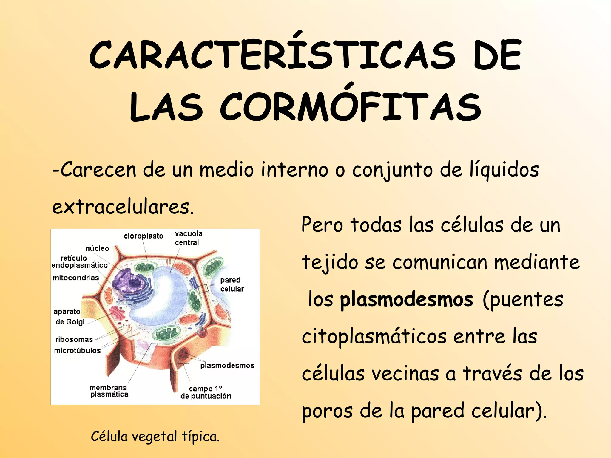Tejidos y órganos de las plantas cormófitas | PPT