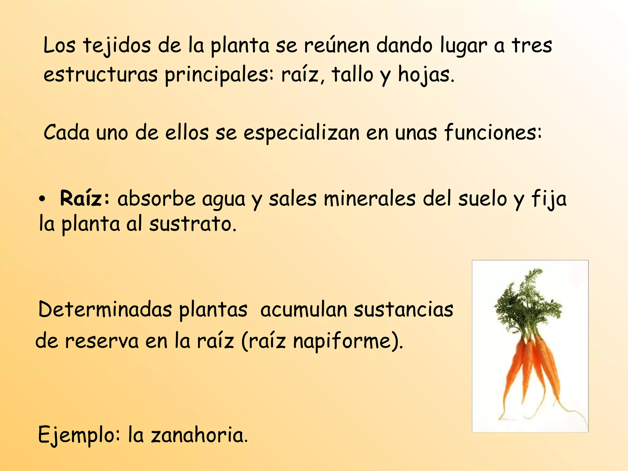 Tejidos y órganos de las plantas cormófitas | PPT