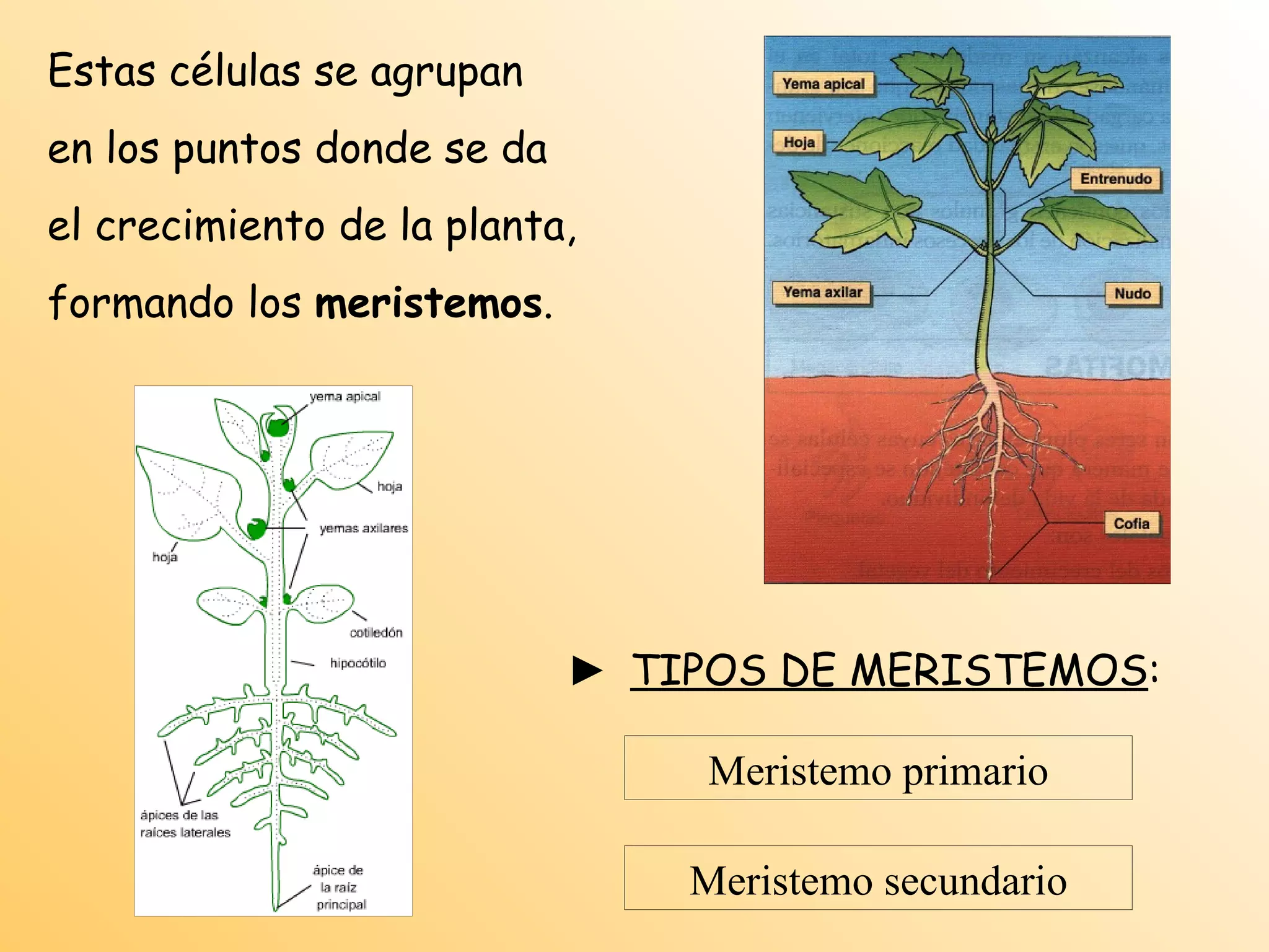 Tejidos y órganos de las plantas cormófitas | PPT