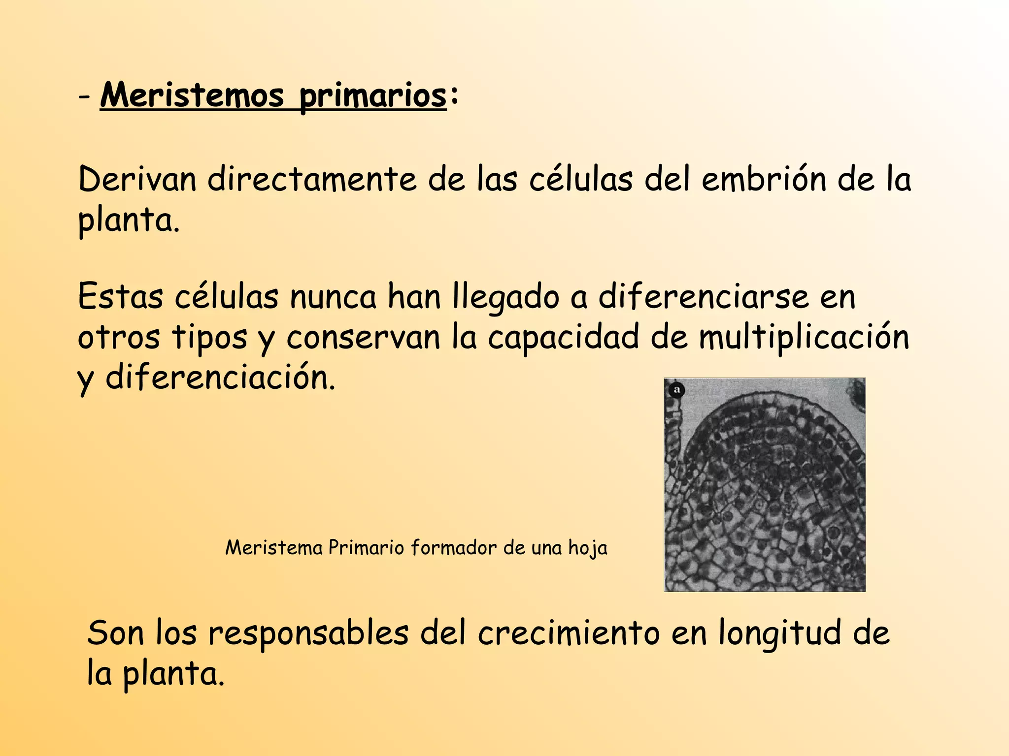 Tejidos y órganos de las plantas cormófitas | PPT