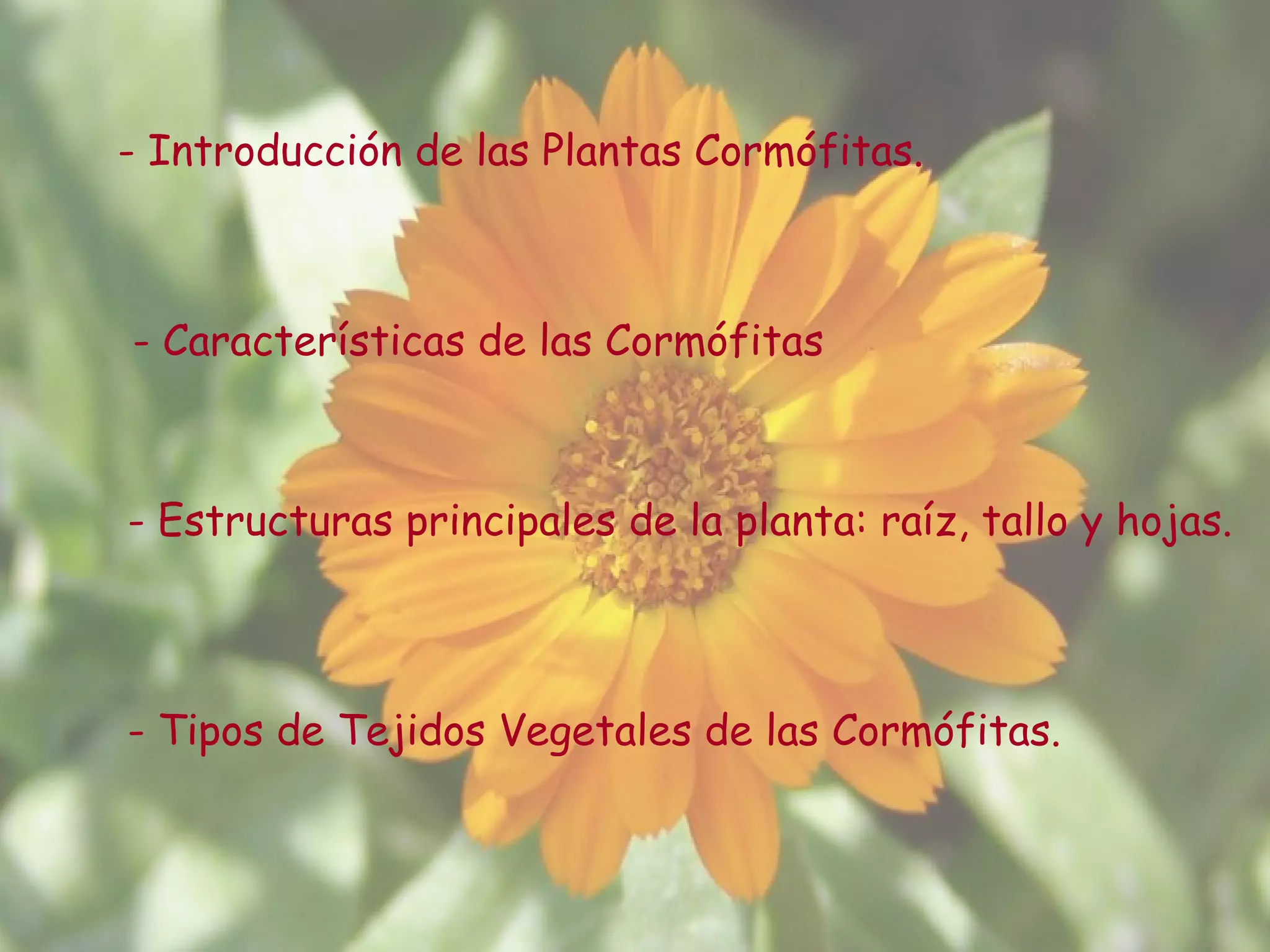 Tejidos y órganos de las plantas cormófitas | PPT