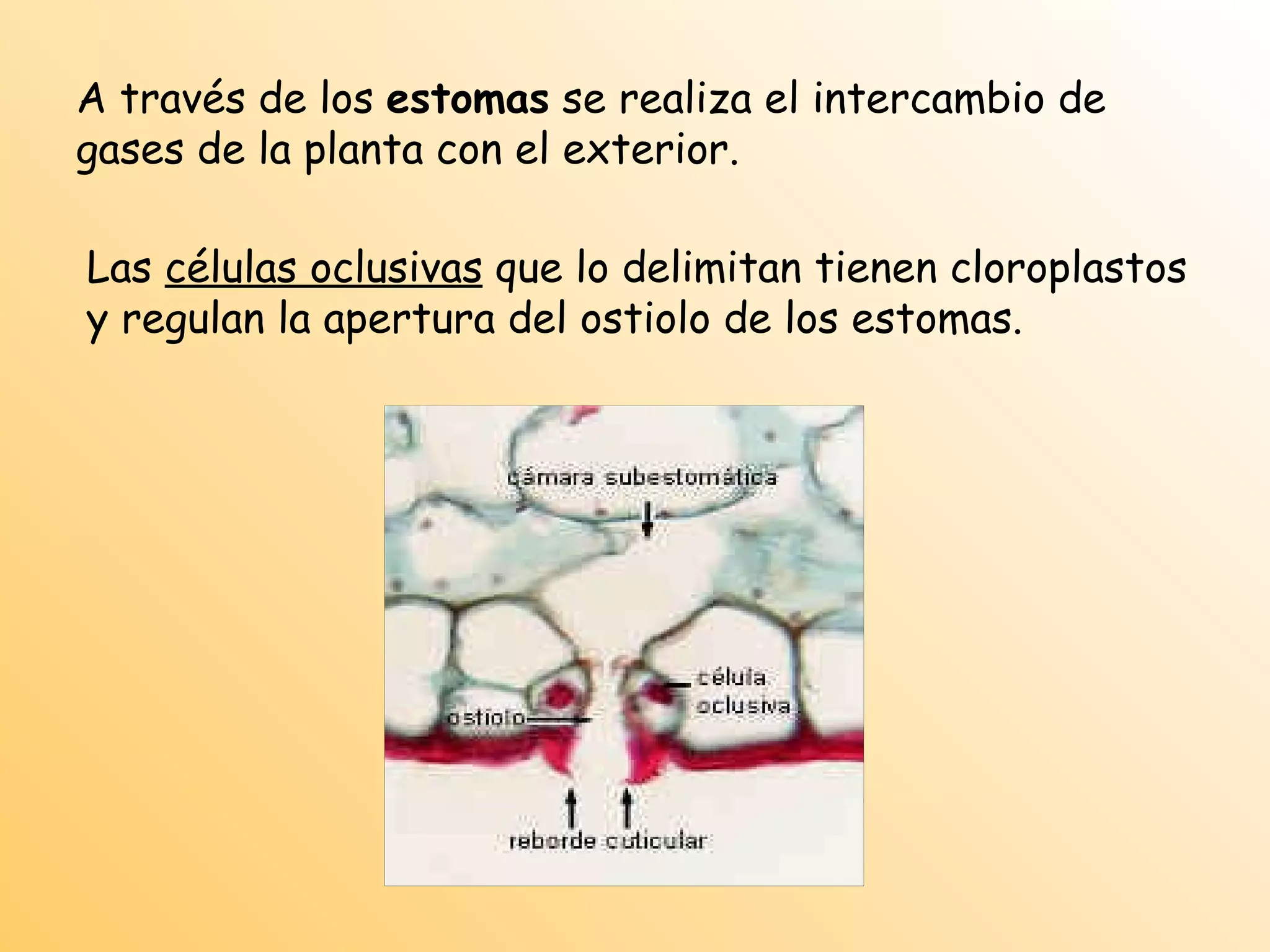 Tejidos y órganos de las plantas cormófitas | PPT