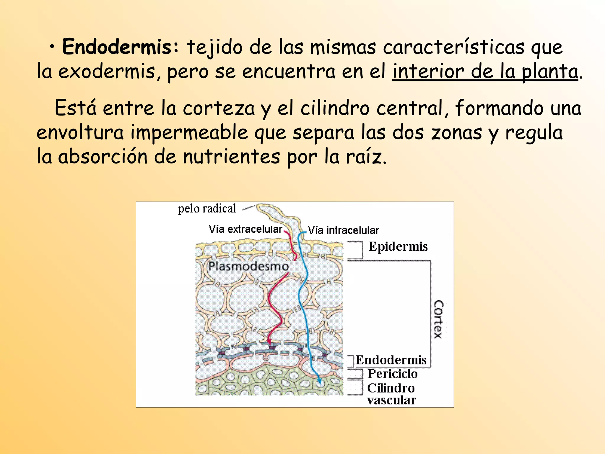 Tejidos y órganos de las plantas cormófitas | PPT