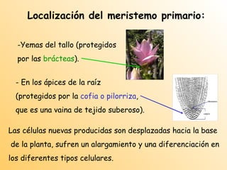 Tejidos y órganos de las plantas cormófitas | PPS