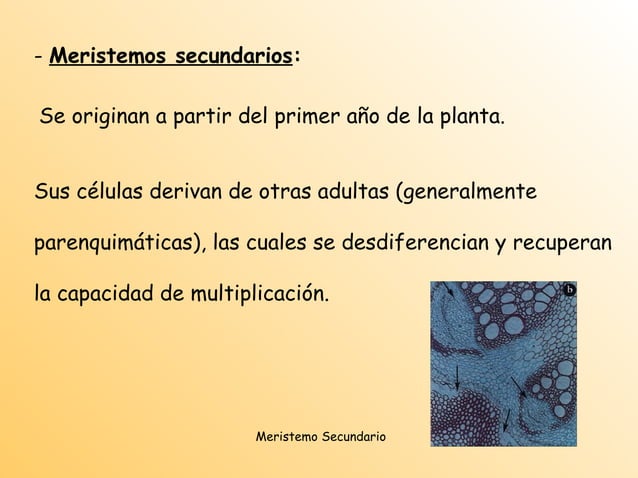 Tejidos y órganos de las plantas cormófitas | PPT