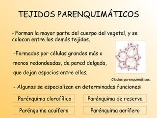 Tejidos y órganos de las plantas cormófitas | PPS
