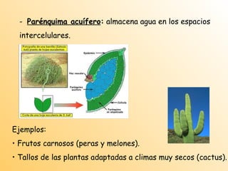 Tejidos y órganos de las plantas cormófitas | PPS