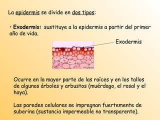 Tejidos y órganos de las plantas cormófitas | PPS