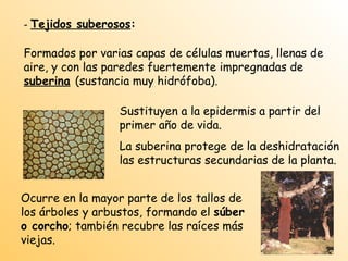 Tejidos y órganos de las plantas cormófitas | PPS