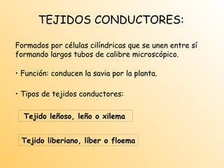 Tejidos y órganos de las plantas cormófitas | PPS