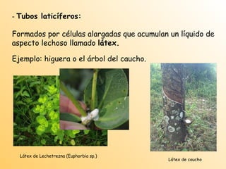 Tejidos y órganos de las plantas cormófitas | PPS