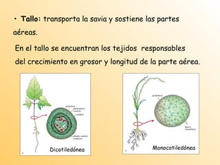 Tejidos y órganos de las plantas cormófitas | PPS