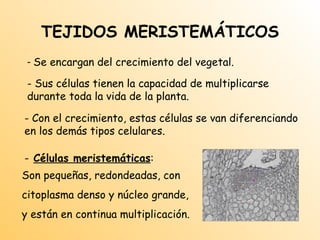 Tejidos y órganos de las plantas cormófitas | PPS