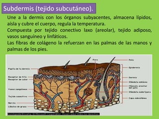 Tejido tegumentario | PPTX