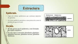 Tejido tegumentario de Anfibios | PPTX