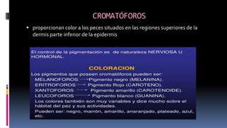 Tejido tegumentario slide | PPTX
