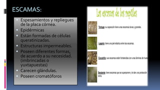 Tejido tegumentario slide | PPTX