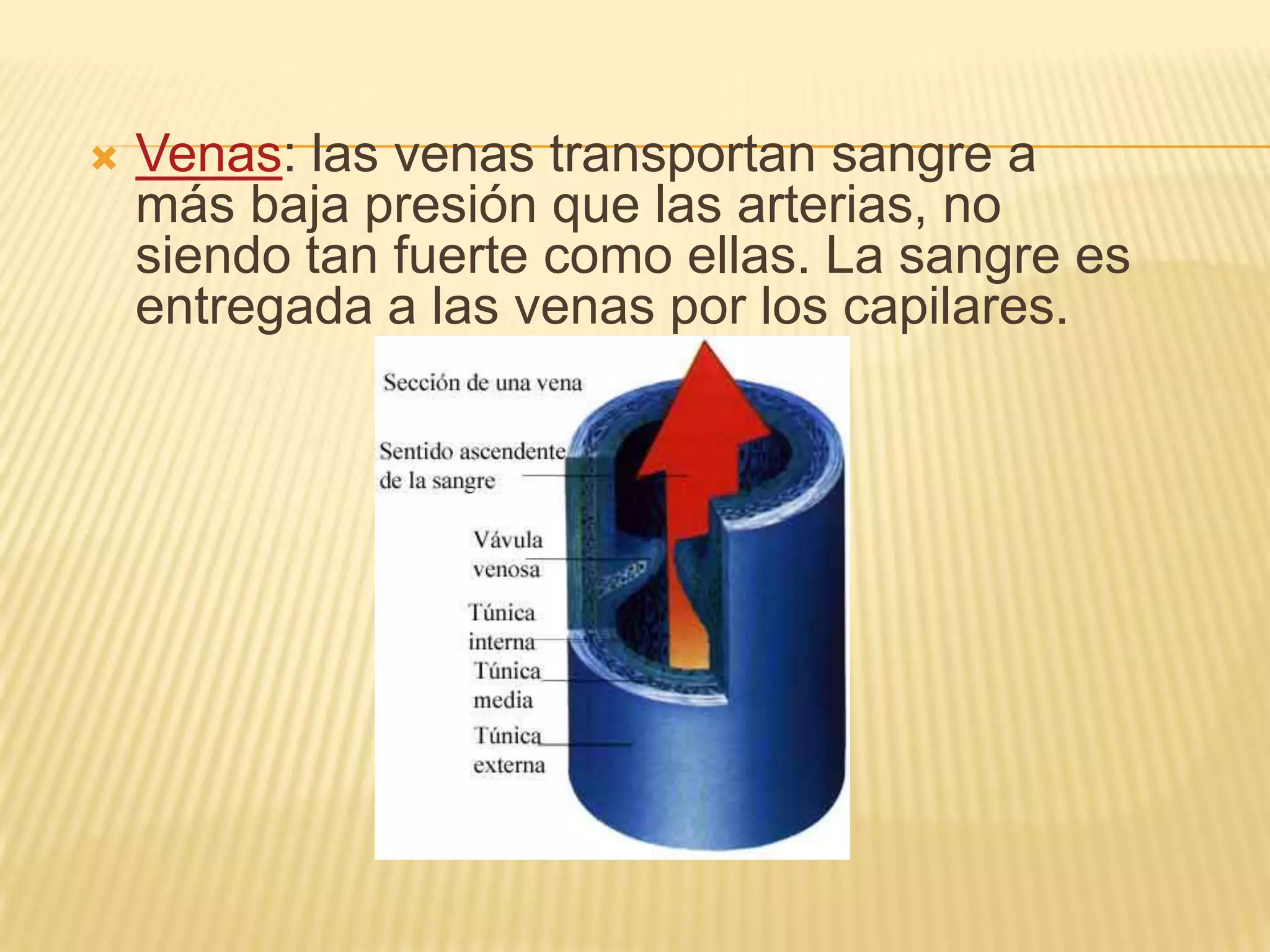 Tejido vascular | PPTX