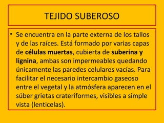 TEJIDO VEGETAL | PPT