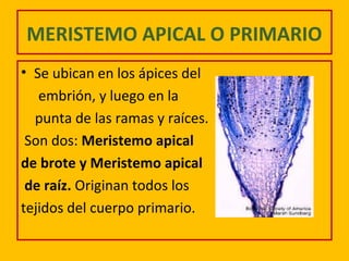 TEJIDO VEGETAL | PPT